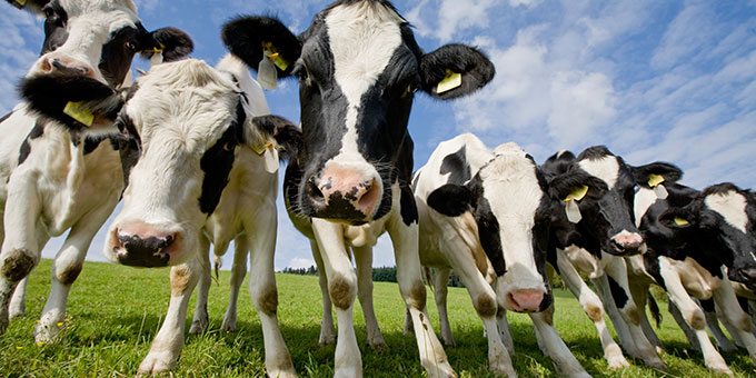 Development in the Dairy Industry - Global Dairy Platform